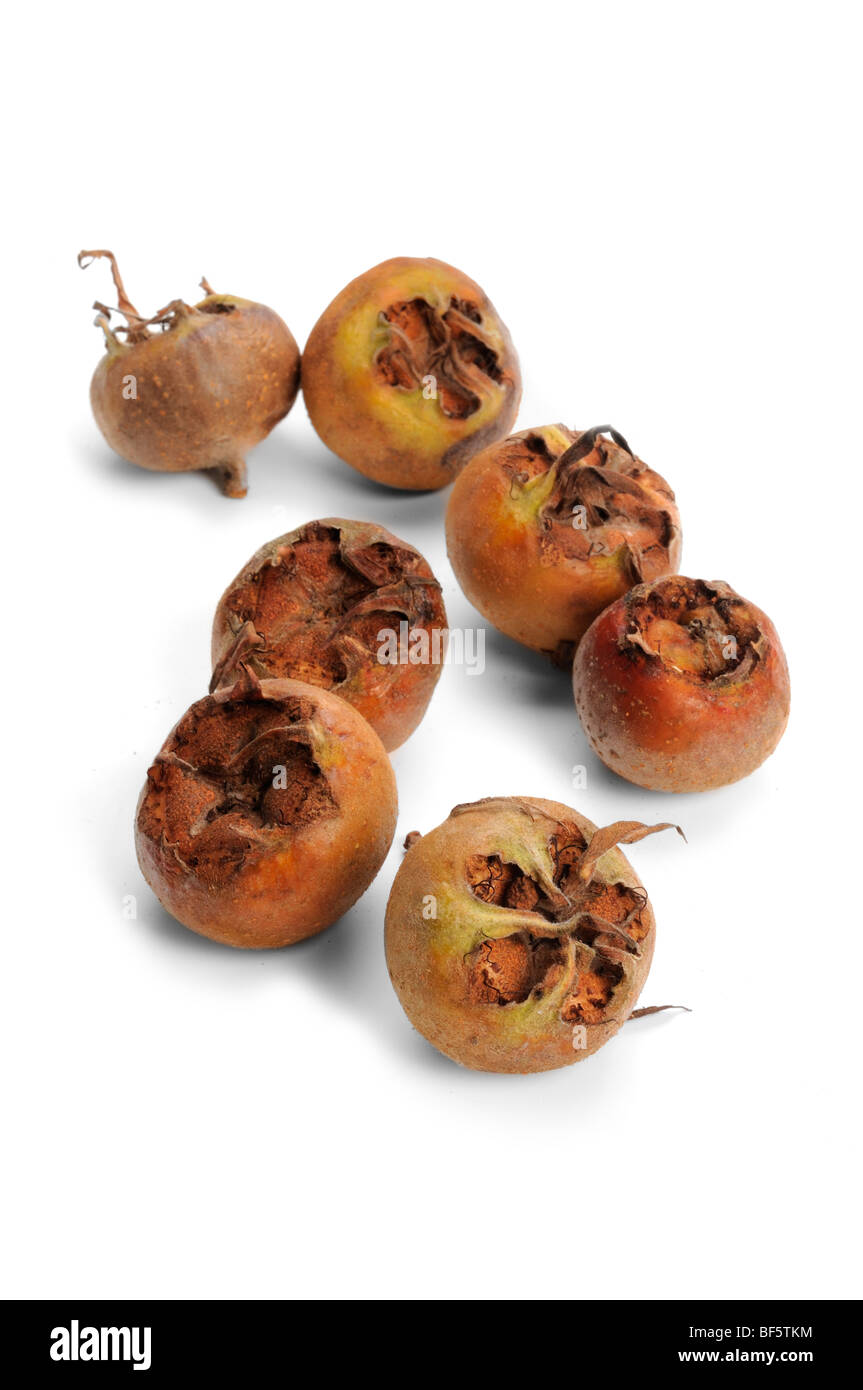 Wilde mispel Stockfotos und -bilder Kaufen - Alamy