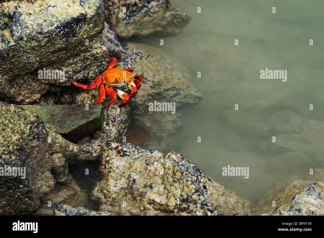 Bunte Krabbe Stockfotos und -bilder Kaufen - Alamy