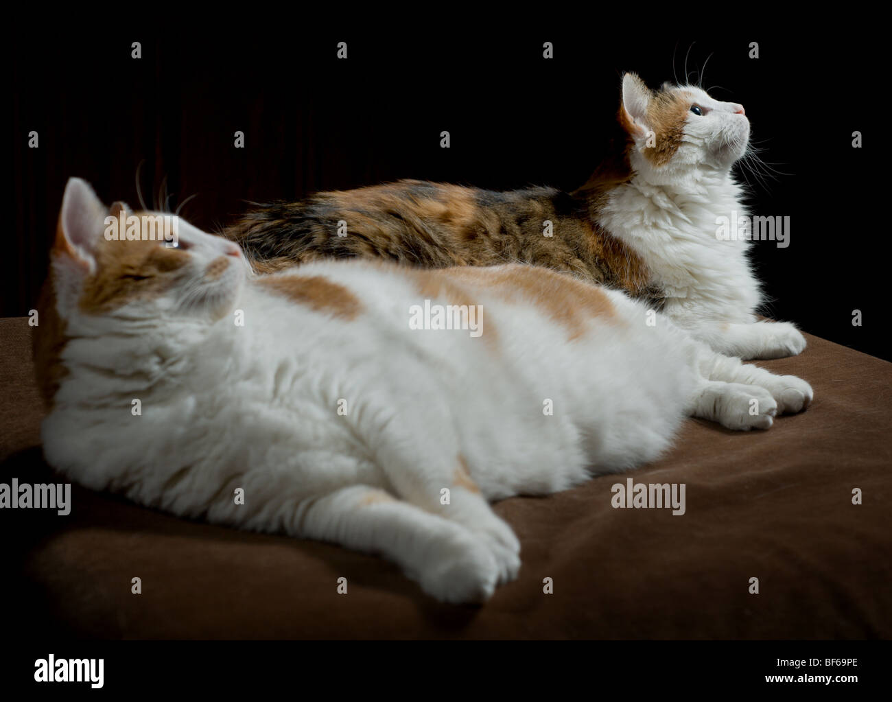 Fette katzen -Fotos und -Bildmaterial in hoher Auflösung – Alamy
