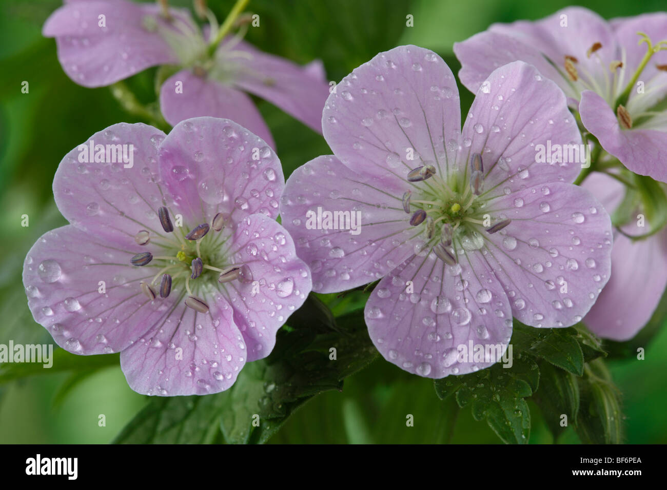 Geranium Maculatum 'Beth Chatto' (Storchschnabel Stockfotografie - Alamy