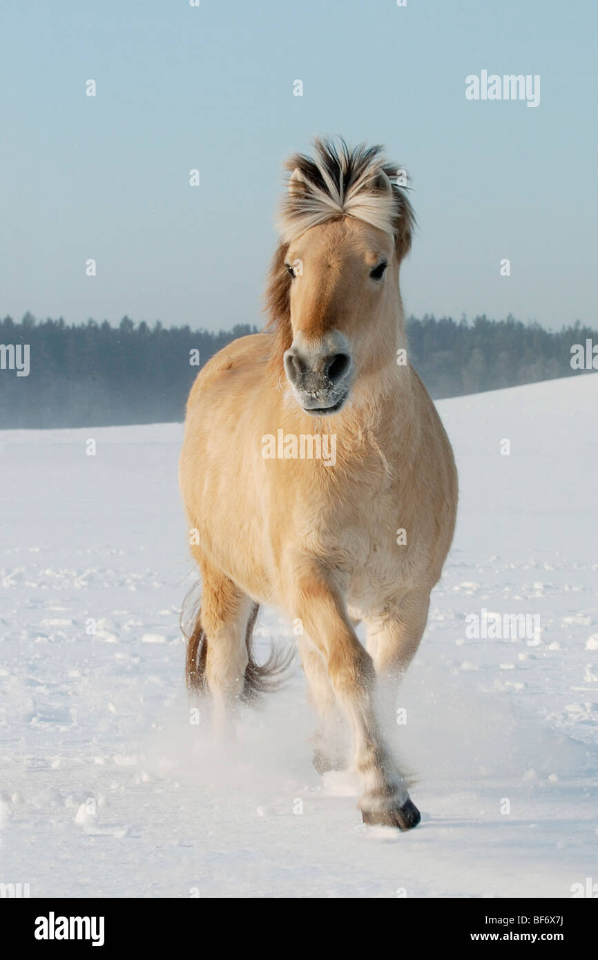 Norwegischer Fjord-Pferd - Galopp im Schnee Stockfotografie - Alamy