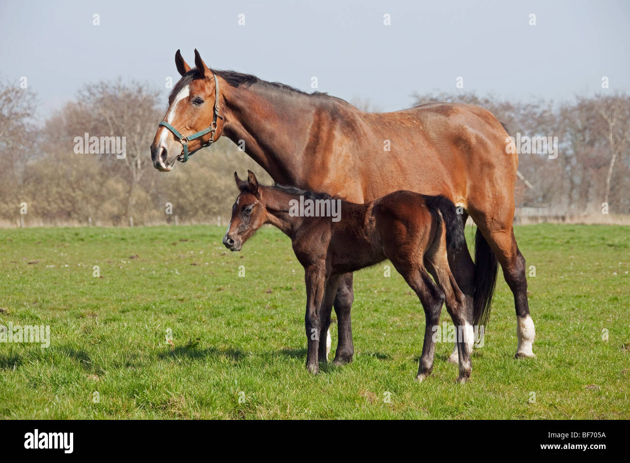 Holstein warmblut pferd deutschland -Fotos und -Bildmaterial in hoher ...
