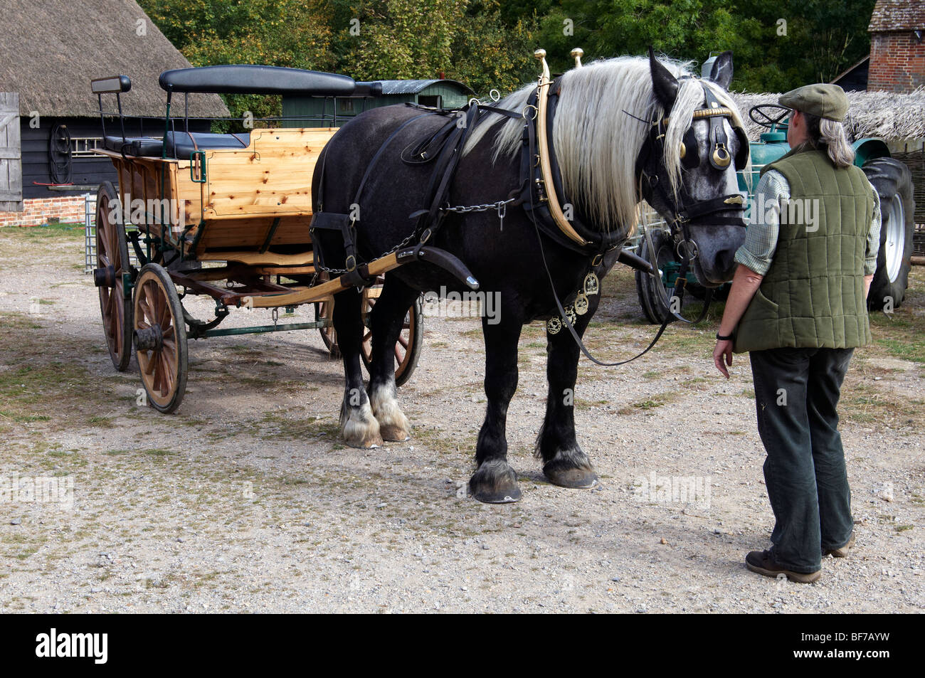 Percheron zugpferd -Fotos und -Bildmaterial in hoher Auflösung – Alamy