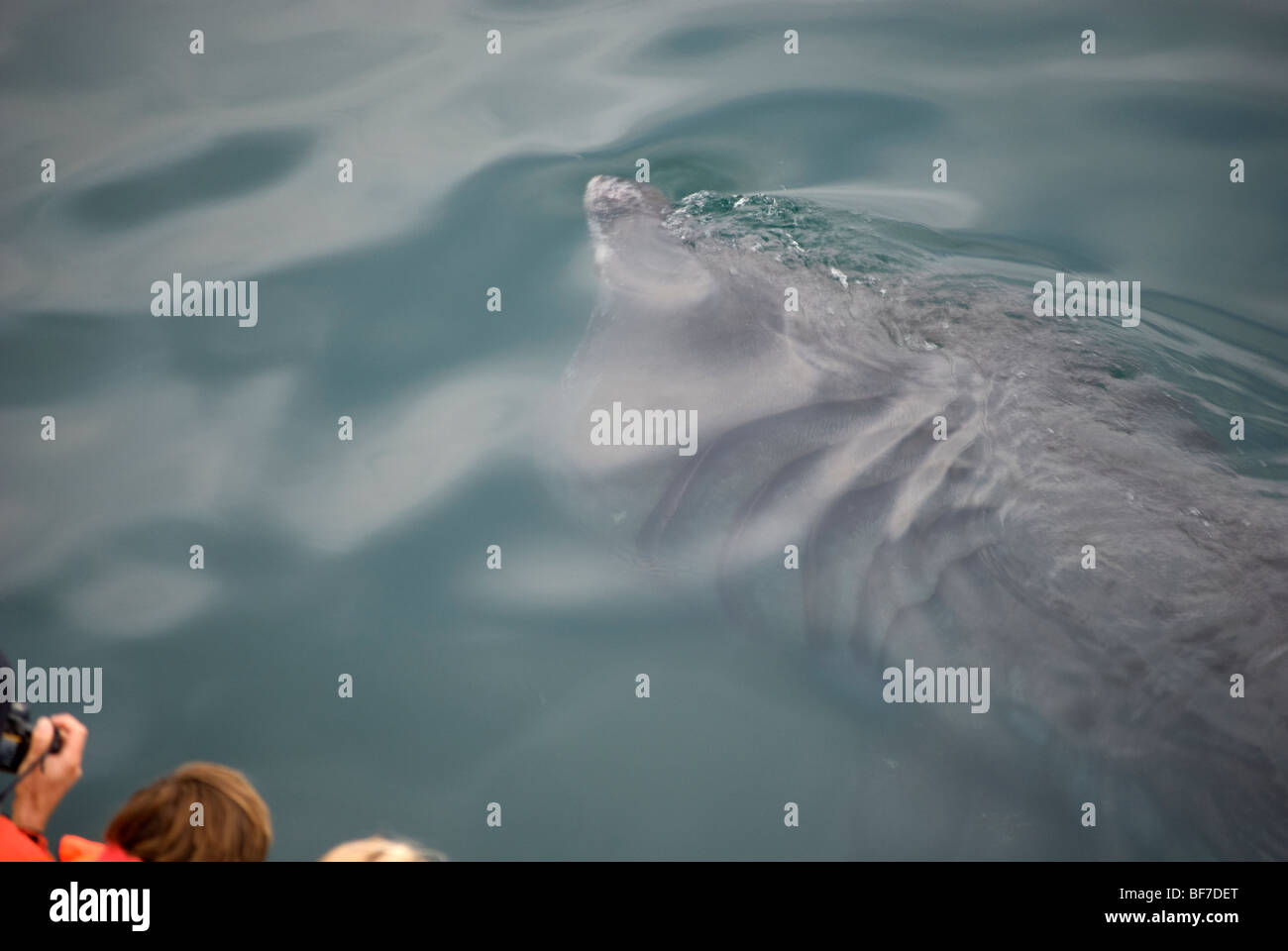 Cetorhinus maximus, basking shark -Fotos und -Bildmaterial in hoher ...