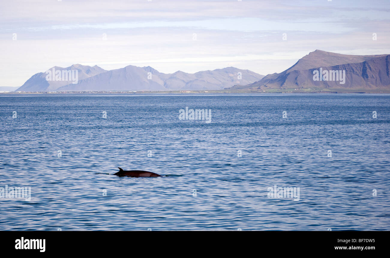 Nördlichen Zwergwal (Balaenoptera Acutorostrata), Faxafloi Bay, Island ...