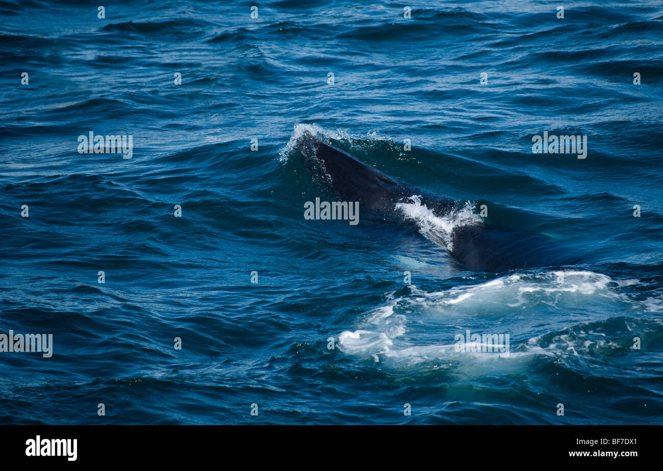 Zwerg arktis -Fotos und -Bildmaterial in hoher Auflösung – Alamy