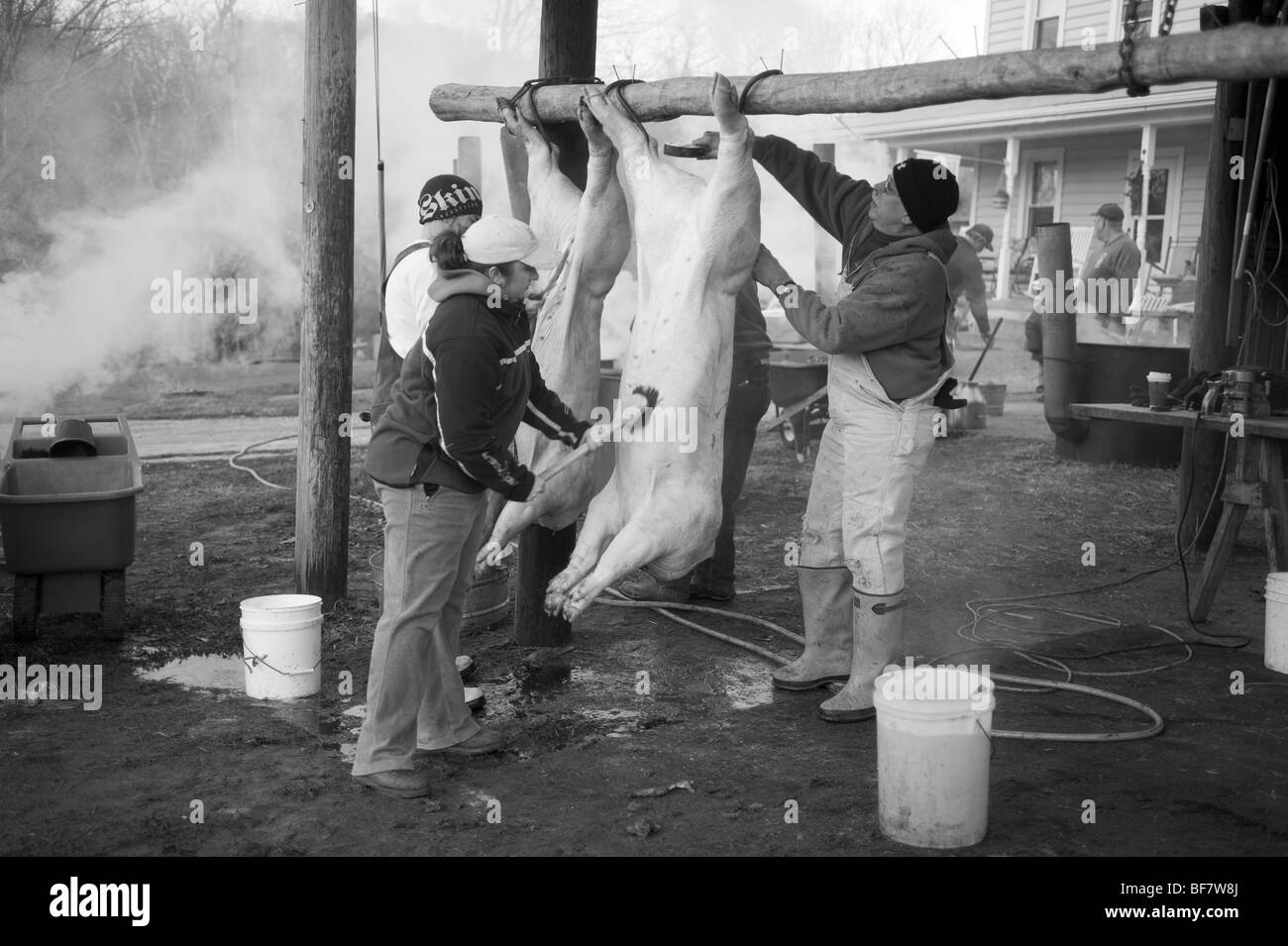 Hinterhof Familie Schwein Schlachten auf Bauernhof Stockfotografie - Alamy