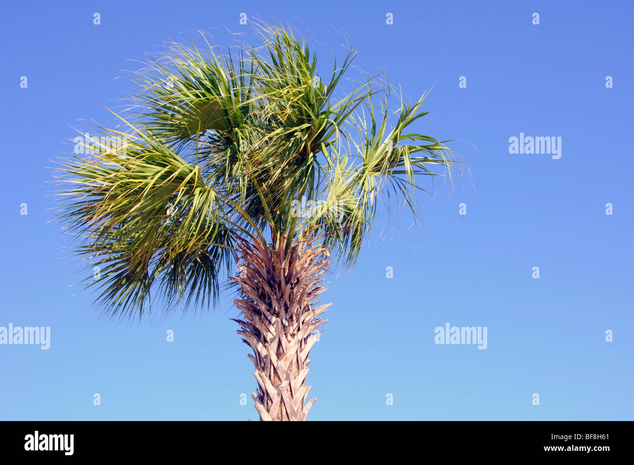 Palme tree -Fotos und -Bildmaterial in hoher Auflösung – Alamy