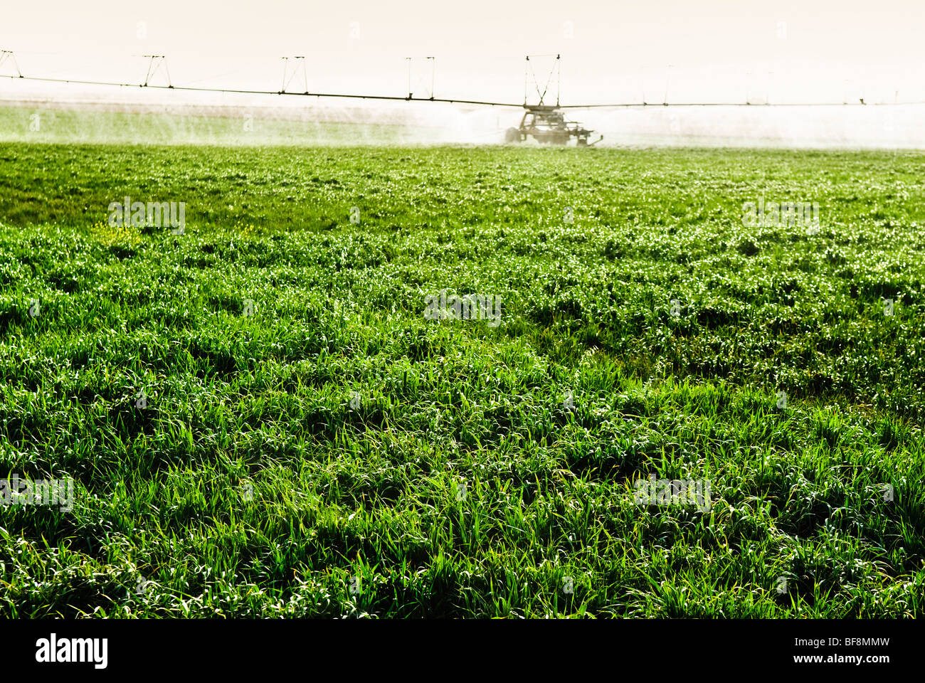 Hafer-Ernte wird in Queensland Australien bewässert Stockfotografie - Alamy