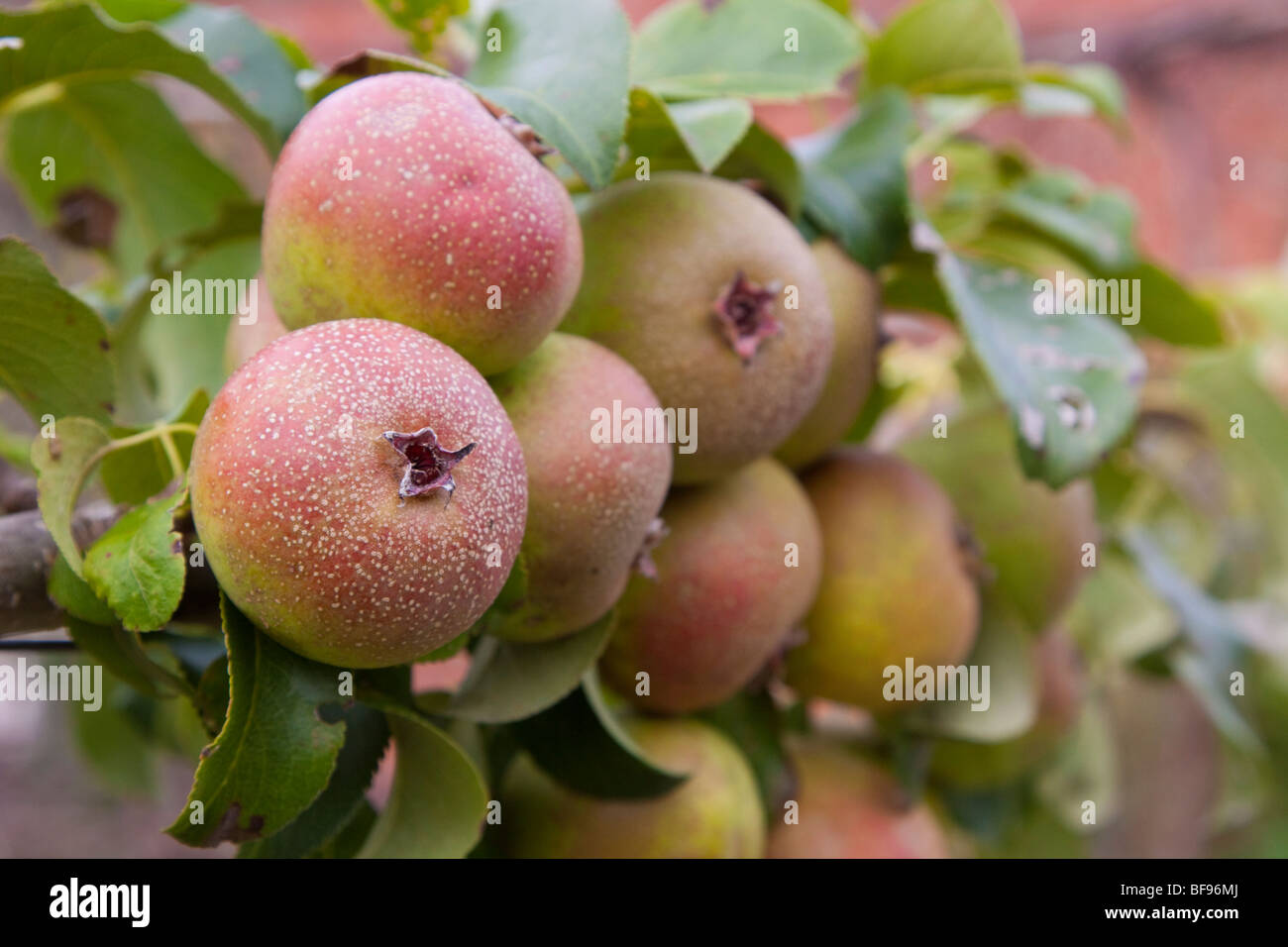 Spalier-Apfelbaum, England UK Stockfotografie - Alamy