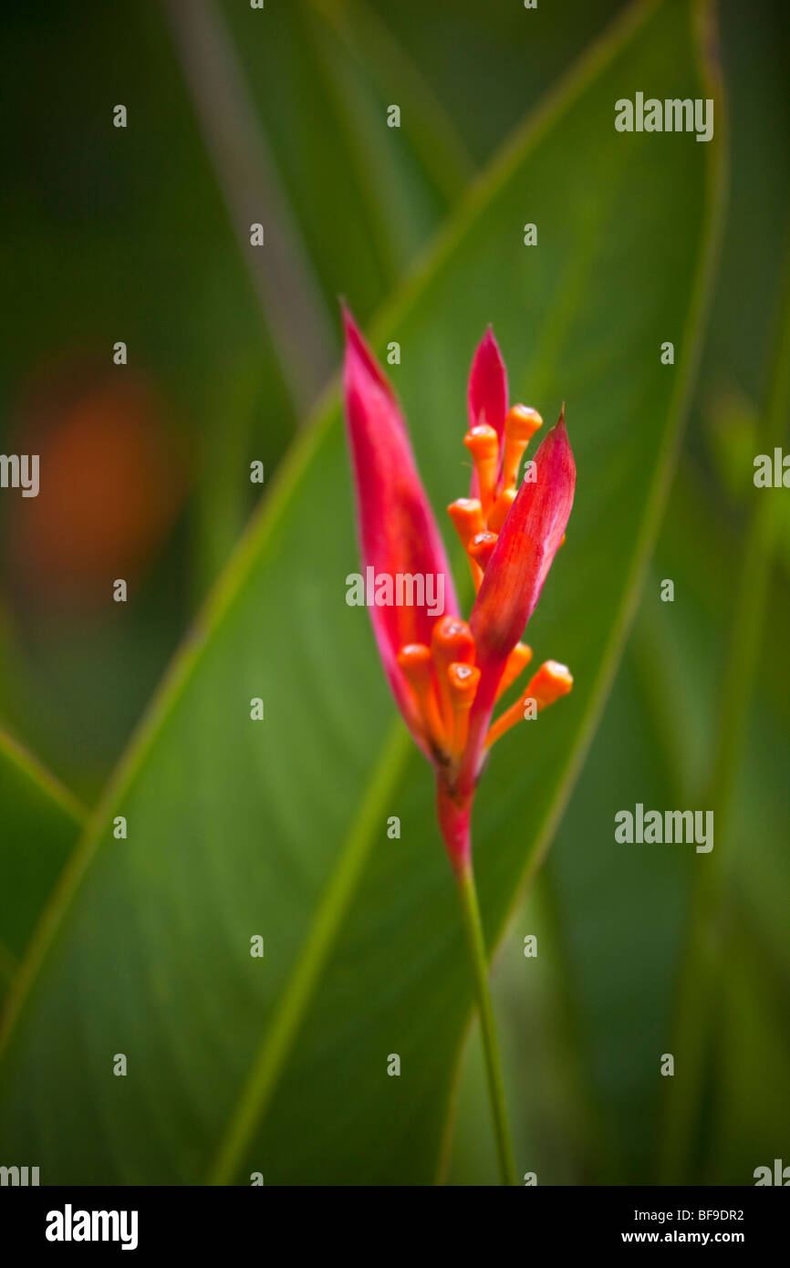 Helikonia blume -Fotos und -Bildmaterial in hoher Auflösung – Alamy