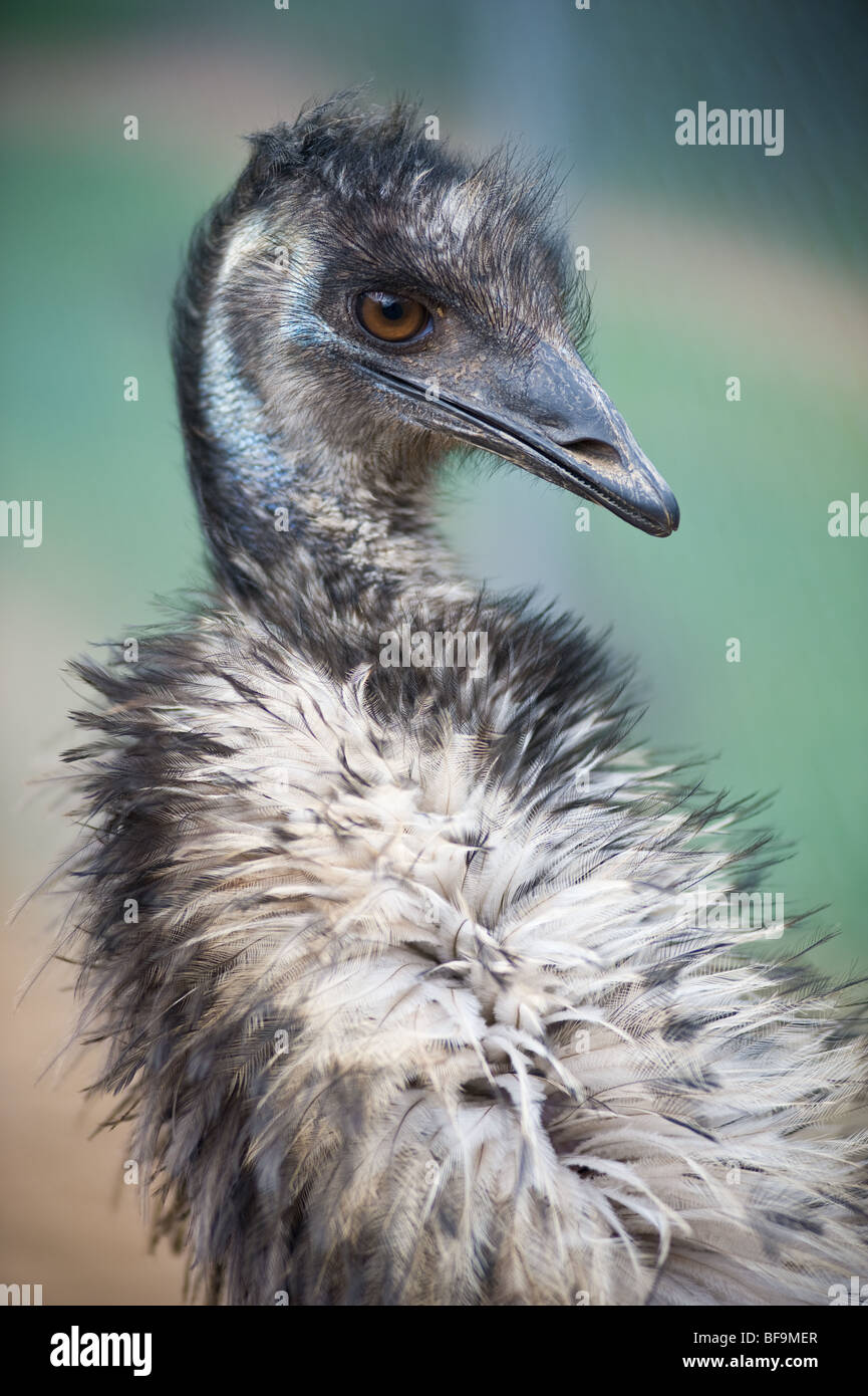 Großer Emu Stockfotos und -bilder Kaufen - Alamy