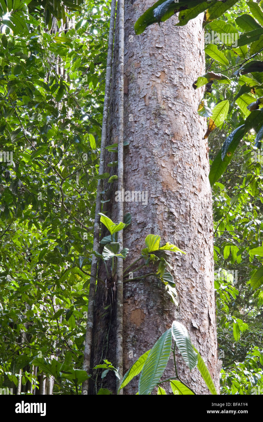 Peltogyne venosa -Fotos und -Bildmaterial in hoher Auflösung – Alamy