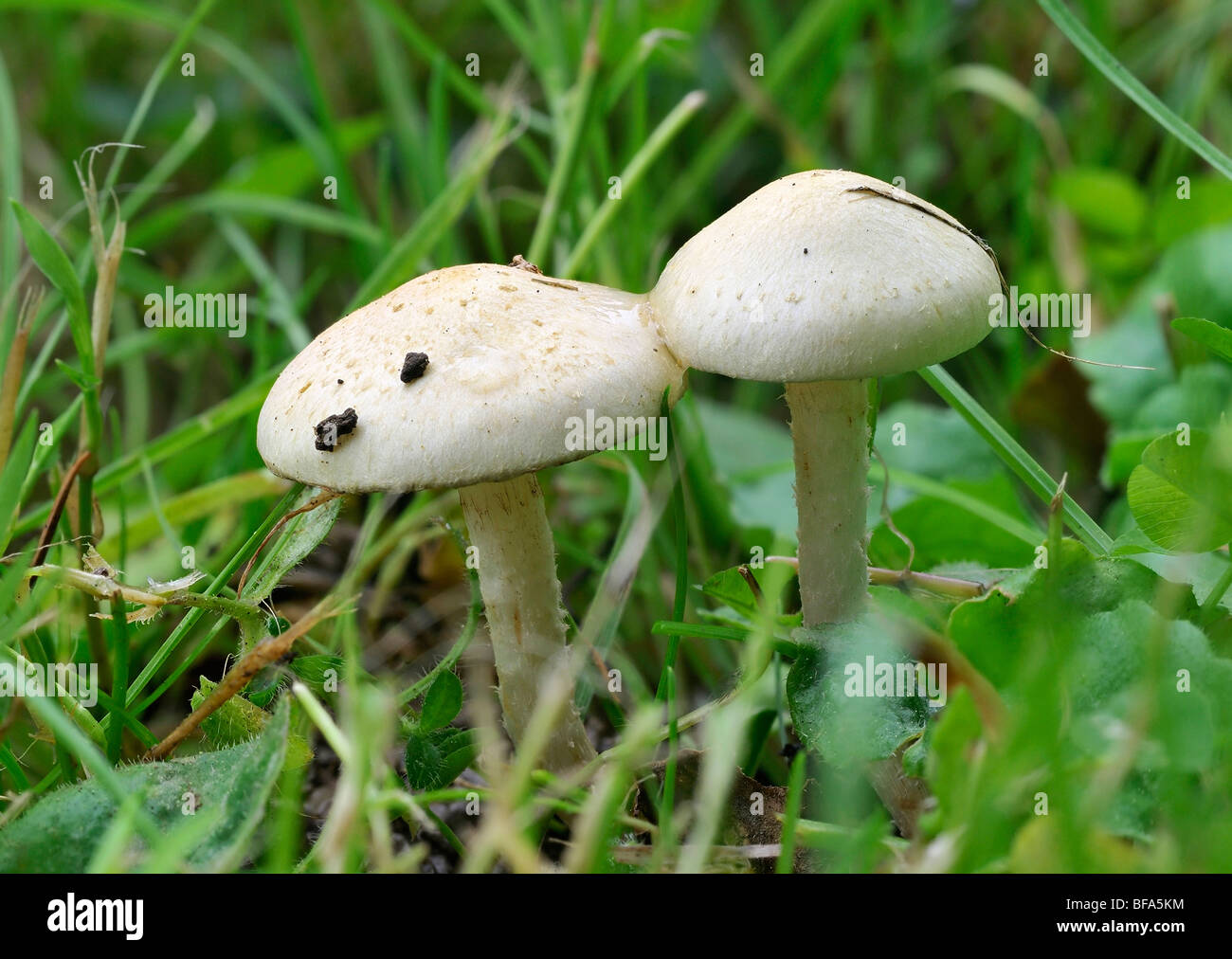 Zwei Pilze im Rasen - Agaricus-Arten Stockfotografie - Alamy