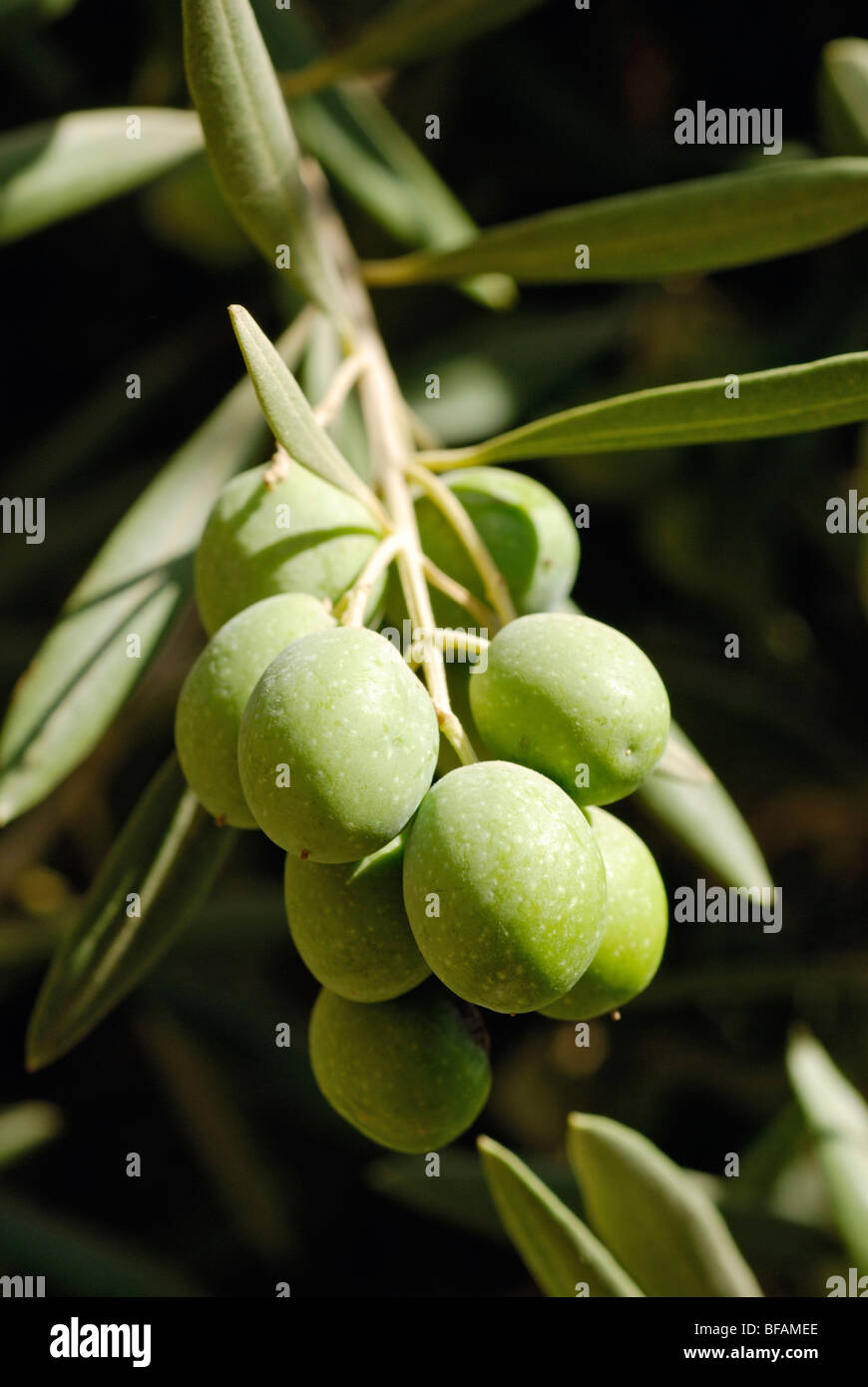 Zweige des olivenbaums -Fotos und -Bildmaterial in hoher Auflösung – Alamy