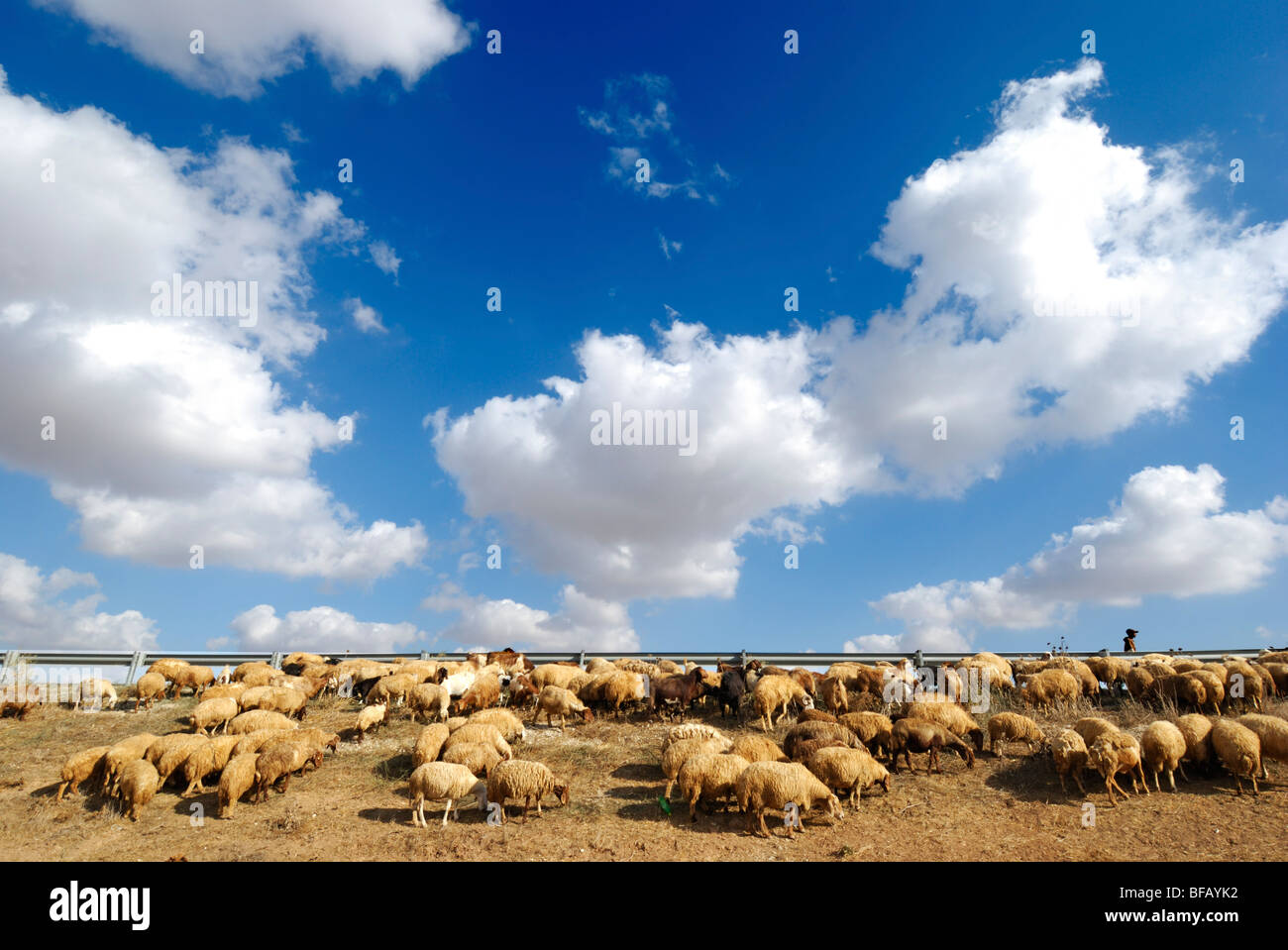 Israel, Negev-Wüste, Beduinen Schäfer und seiner Schafherde ...