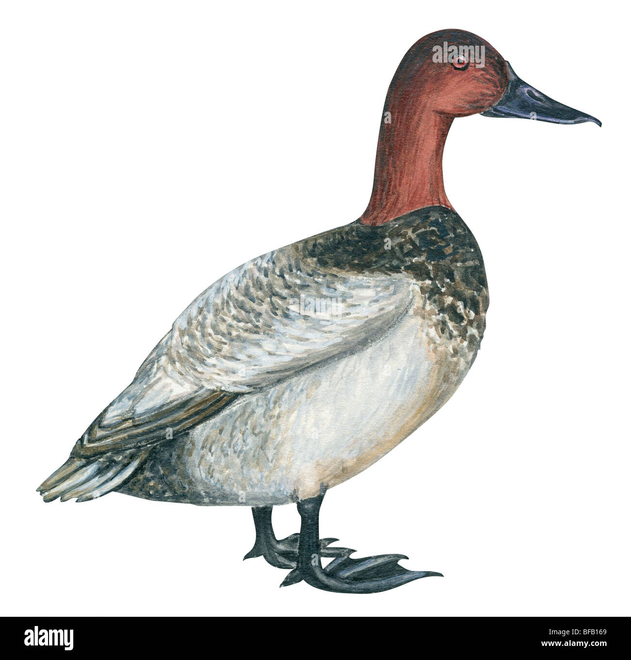 Illustrationen ente -Fotos und -Bildmaterial in hoher Auflösung – Alamy