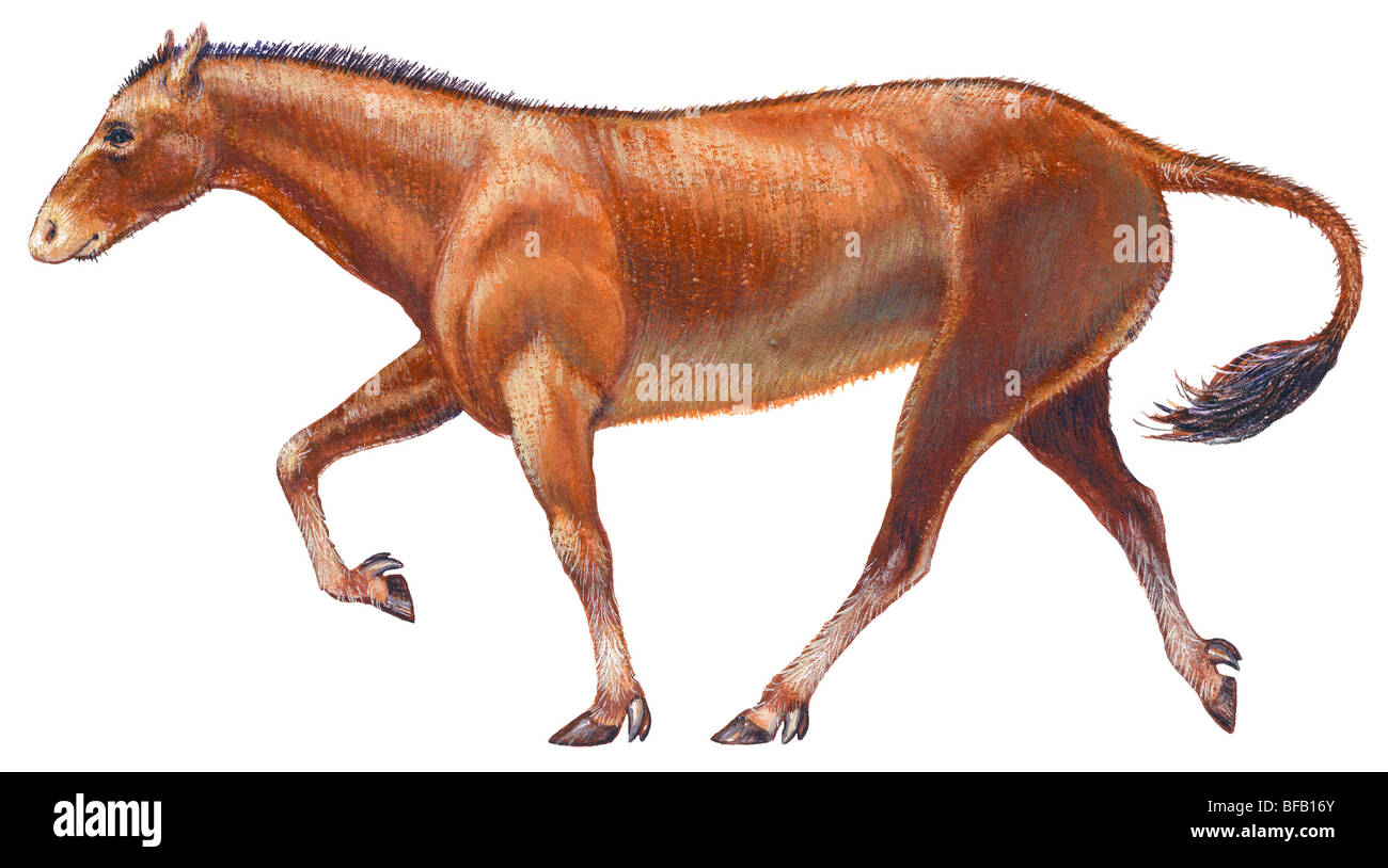 Extinct horse genus -Fotos und -Bildmaterial in hoher Auflösung – Alamy