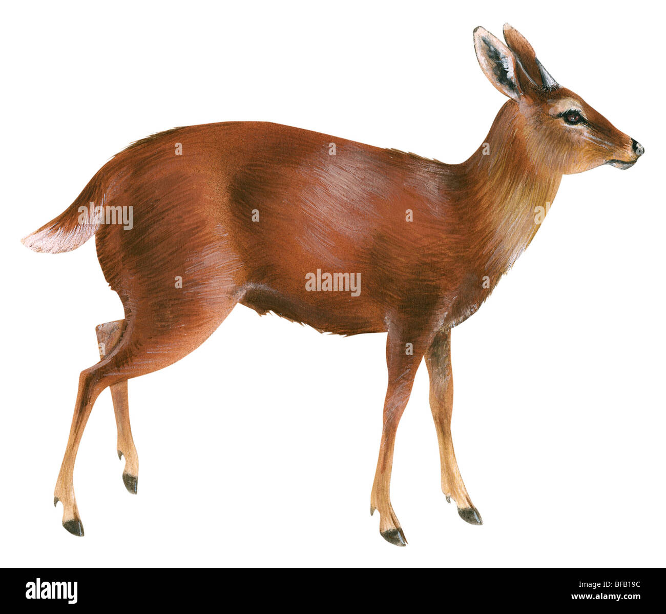 Reh zeichnung -Fotos und -Bildmaterial in hoher Auflösung – Alamy