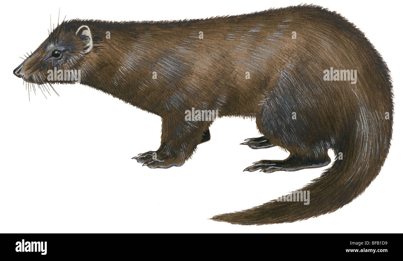 Pelz nerz -Fotos und -Bildmaterial in hoher Auflösung – Alamy