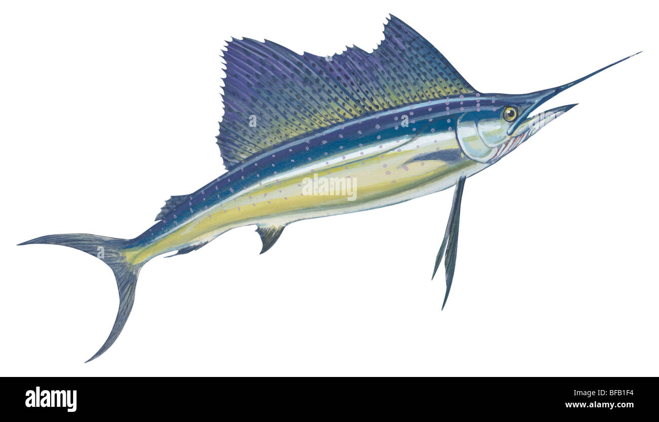 Atlantischer segelfisch istiophorus albicans -Fotos und -Bildmaterial ...
