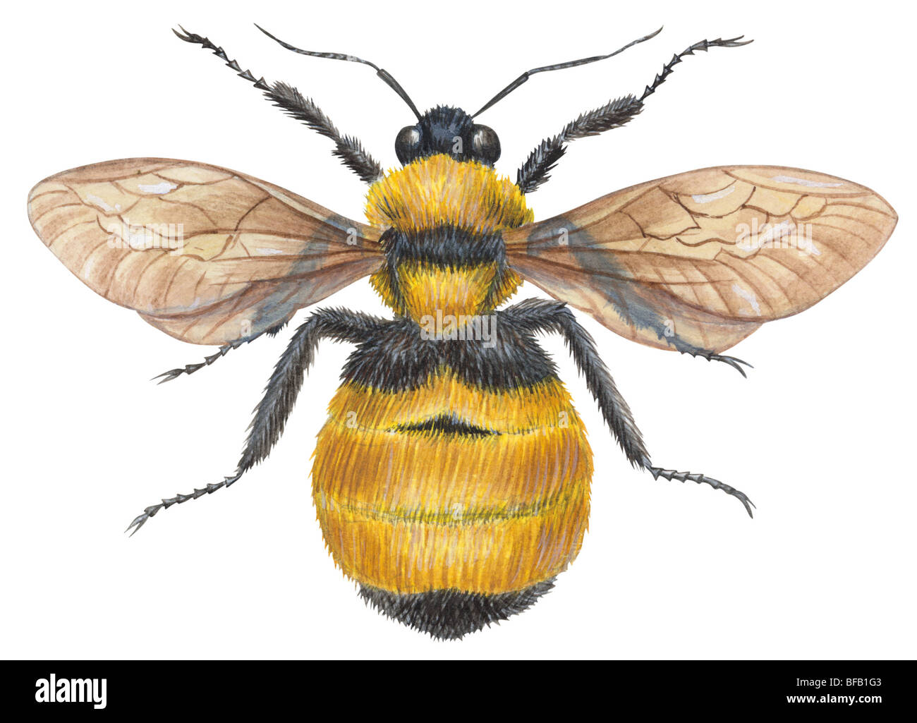 Bumble bee illustration -Fotos und -Bildmaterial in hoher Auflösung – Alamy