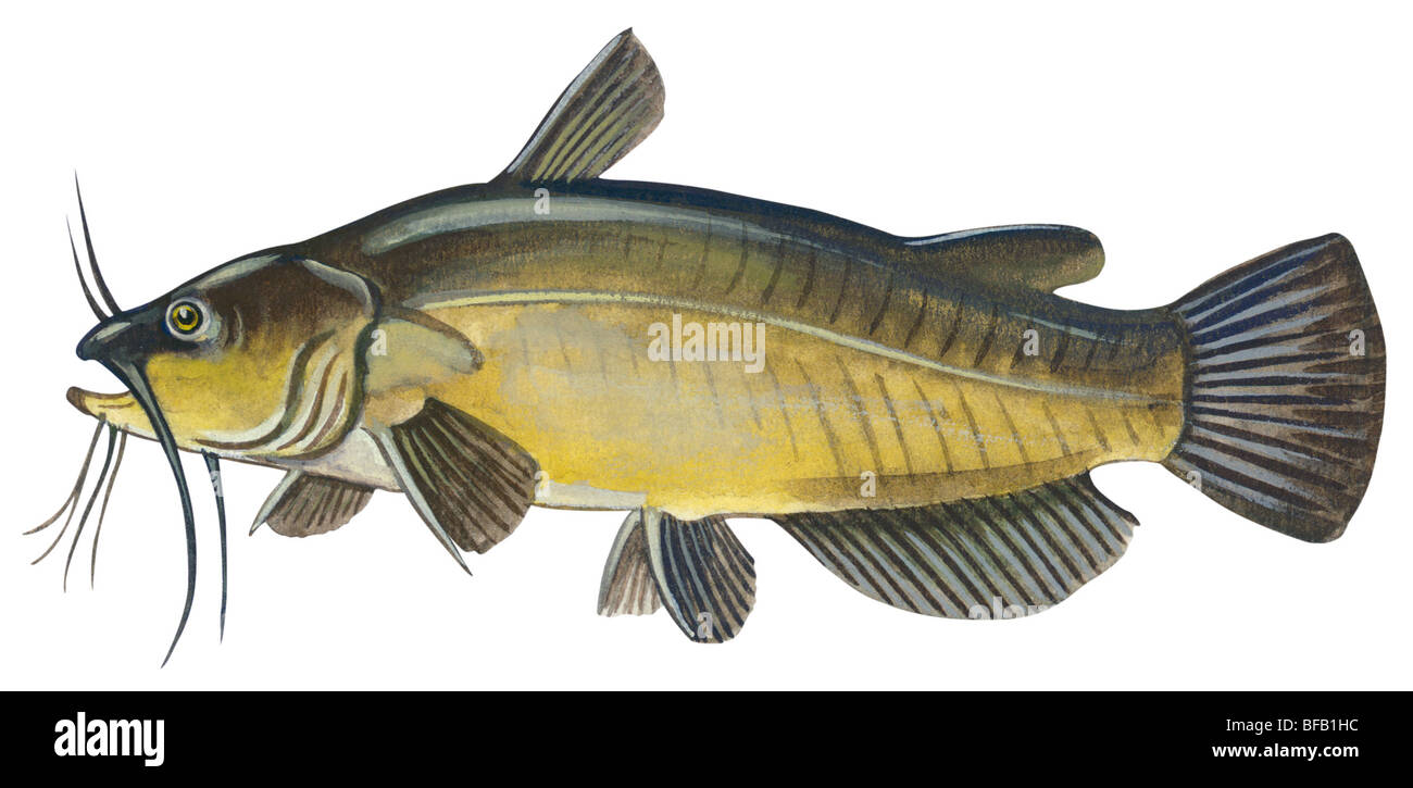 Abbildung fisch groppe -Fotos und -Bildmaterial in hoher Auflösung – Alamy