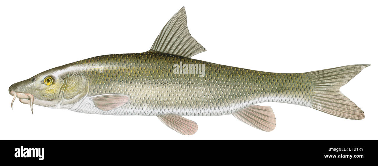 Barbe fisch fluss -Fotos und -Bildmaterial in hoher Auflösung – Alamy
