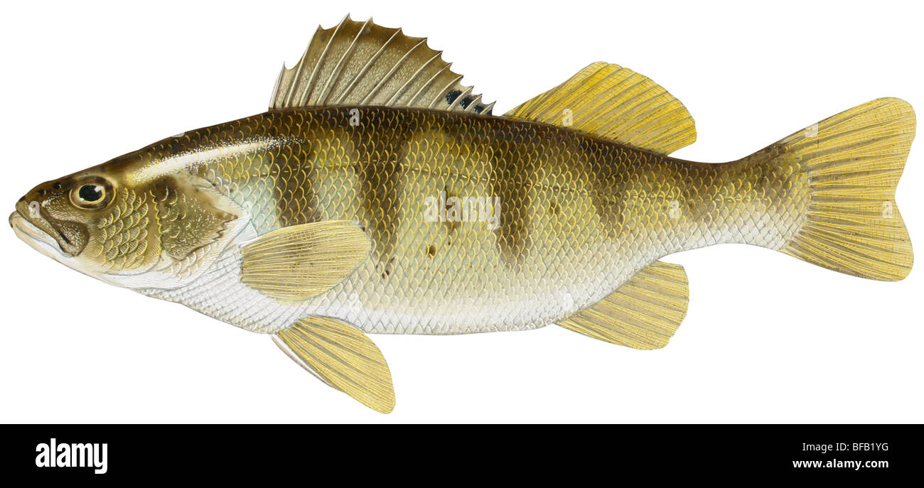 Barsch illustrationen -Fotos und -Bildmaterial in hoher Auflösung – Alamy