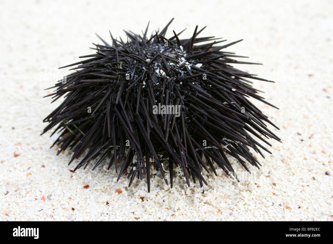 Strand Seeigel Stockfotos und -bilder Kaufen - Alamy