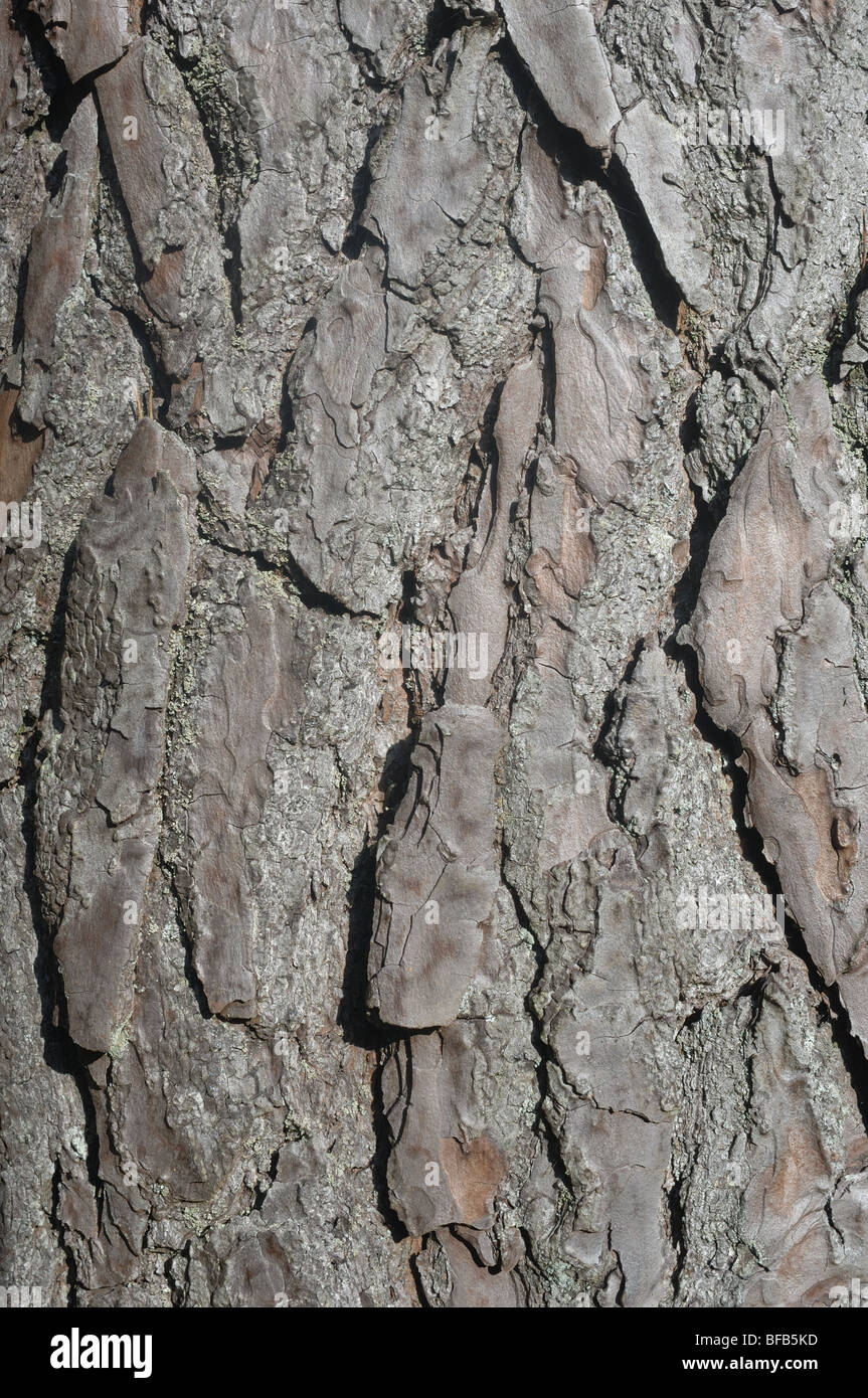 Rinde Baum Baumrinde Bark Tree Stockfotos und -bilder Kaufen - Seite 2 ...