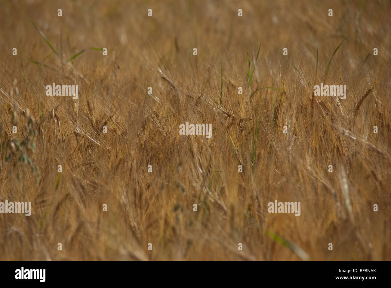 Gerste feld -Fotos und -Bildmaterial in hoher Auflösung – Alamy