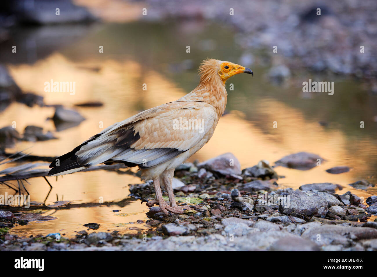 Schmutzgeier (Neophron Percnopterus) Trinkwasser im Wadi Da'arho Canyon ...