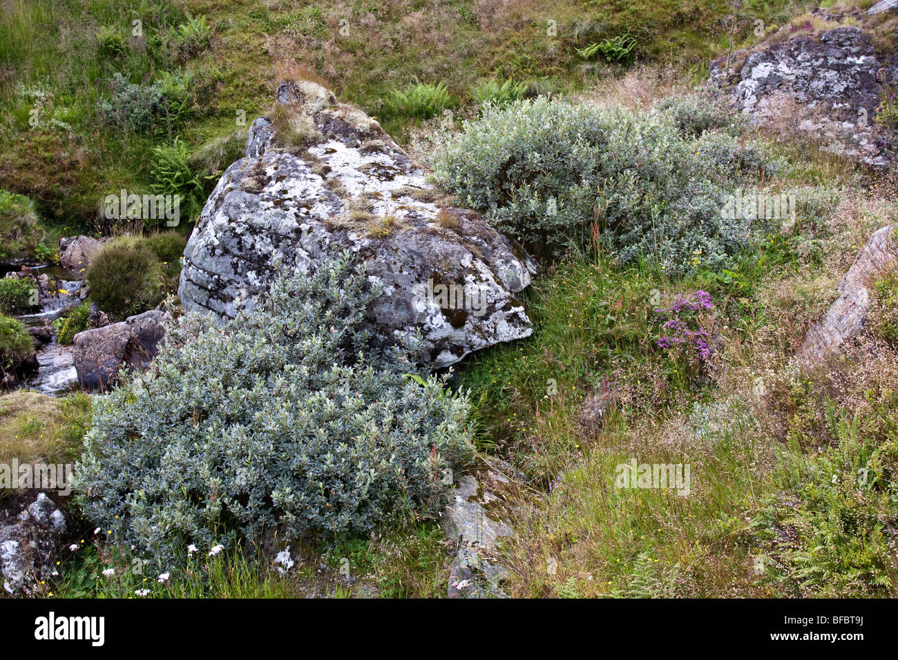 Salix lapponum -Fotos und -Bildmaterial in hoher Auflösung – Alamy