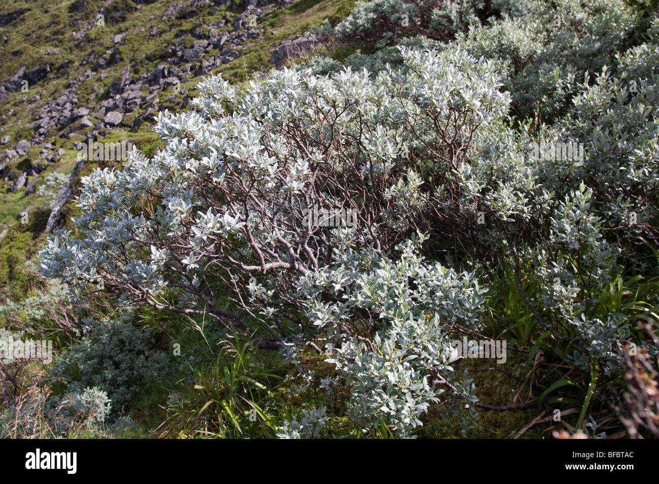 Flaum-Weide, Salix Lapponum Stockfotografie - Alamy