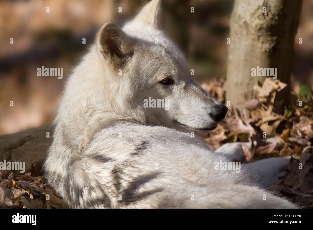 Western north carolina nature center -Fotos und -Bildmaterial in hoher ...