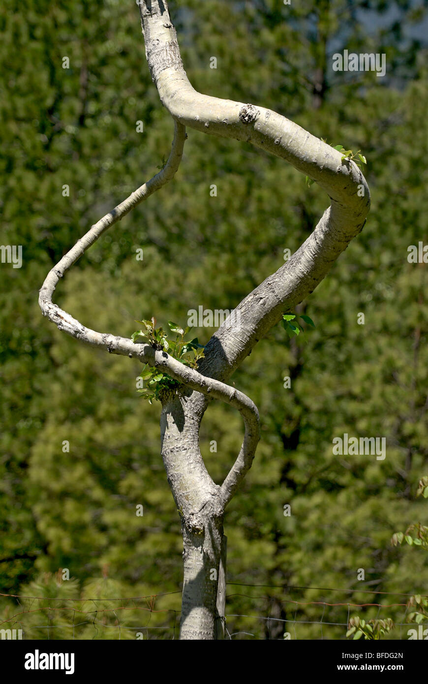 Baumstamm skulptur -Fotos und -Bildmaterial in hoher Auflösung – Alamy