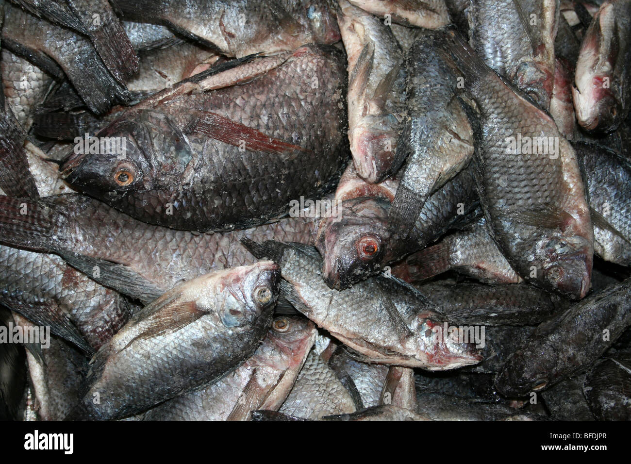 Tilapia fish africa -Fotos und -Bildmaterial in hoher Auflösung – Alamy