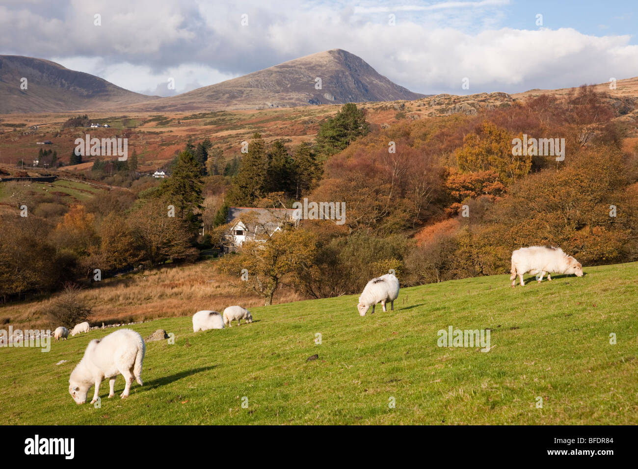 Welsh Mountain Schafe in den Bergen von Snowdonia National Park ...