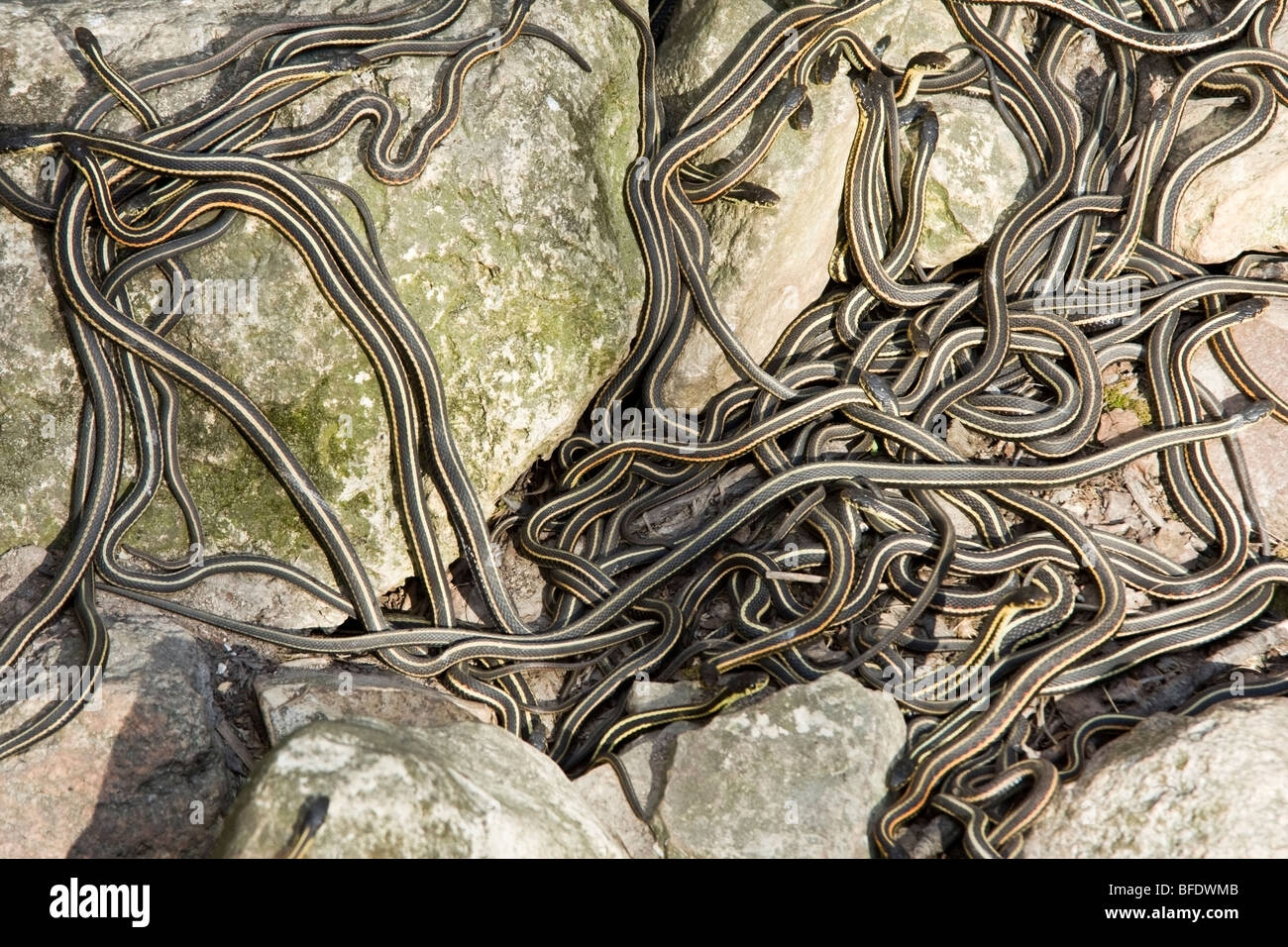 Red sided garter snakes -Fotos und -Bildmaterial in hoher Auflösung – Alamy