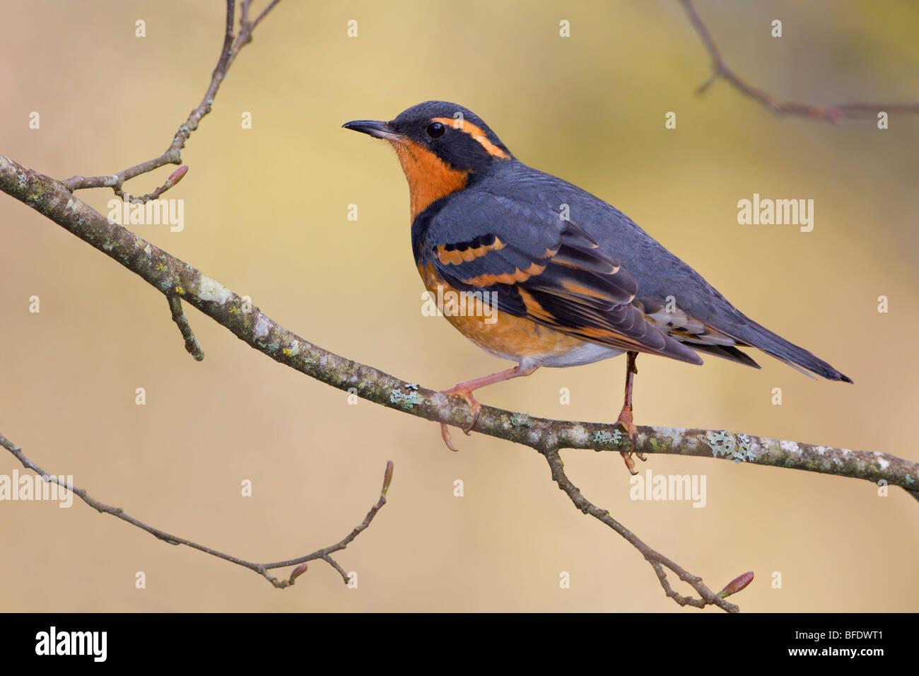 Vogel auf ast -Fotos und -Bildmaterial in hoher Auflösung – Alamy