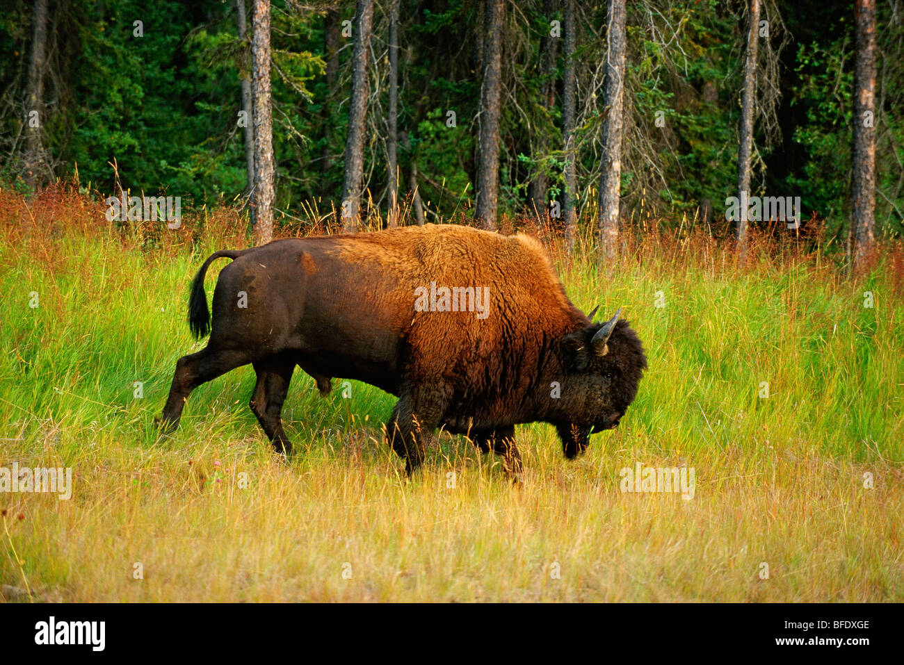 Bison b -Fotos und -Bildmaterial in hoher Auflösung – Alamy