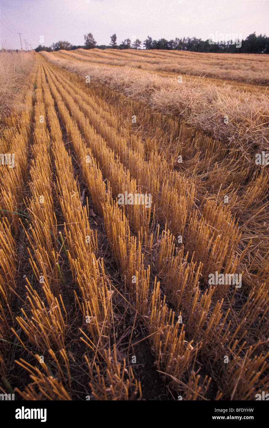 Zeilen der Stiele im Feld nach der Ernte Stockfotografie - Alamy