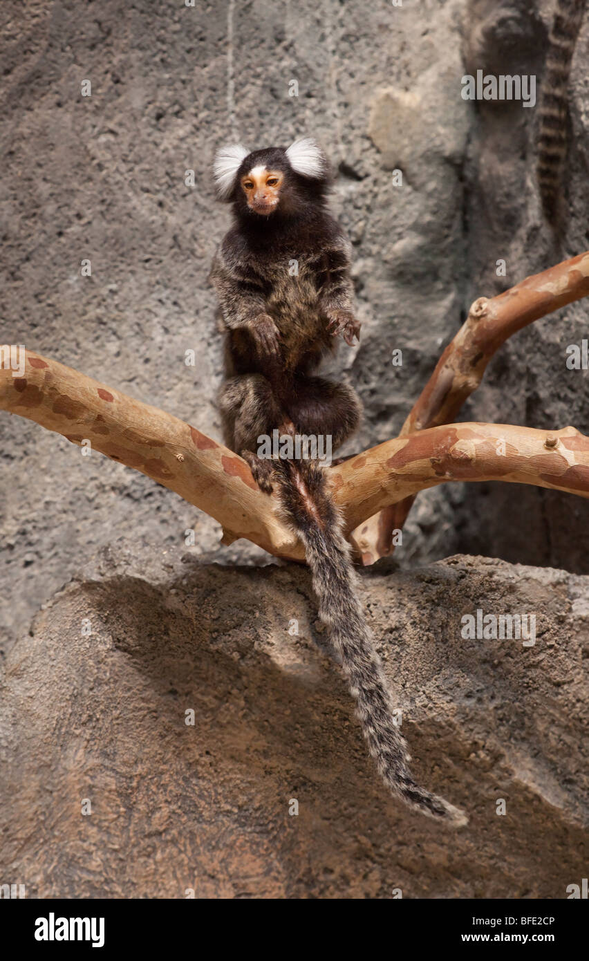 Weißbüschelaffe. Callithrix Jacchus, Südamerika Stockfotografie - Alamy