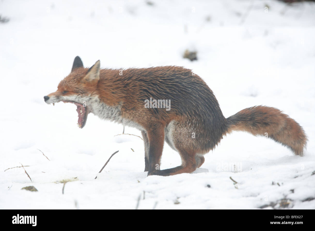 Rotfuchs Vulpes Vulpes markiert sein Territorium im Schnee ...