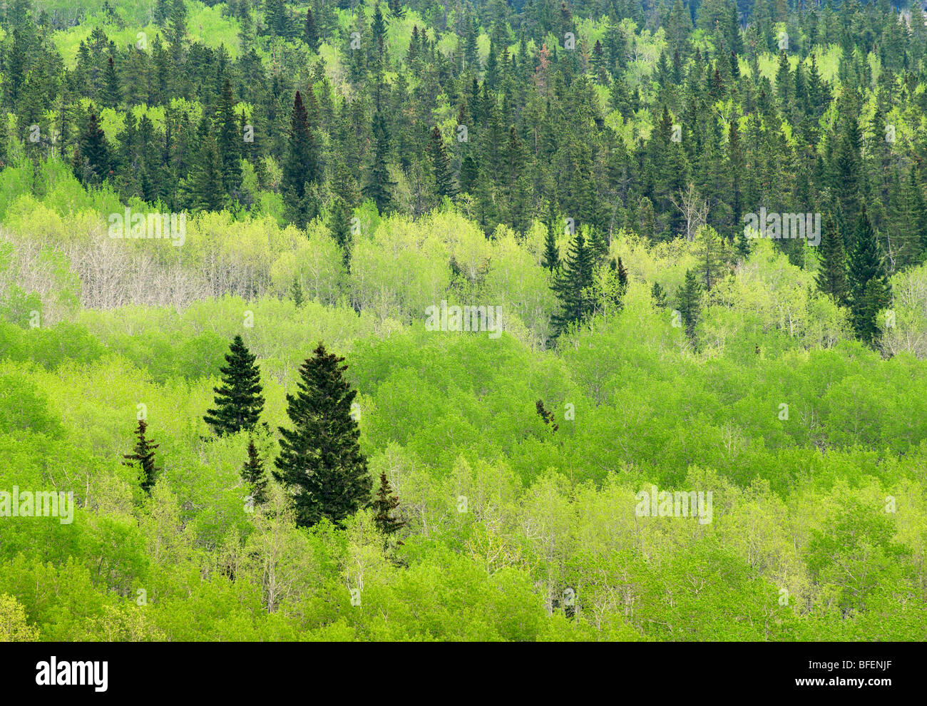 Wald Mischwald Stockfotos und -bilder Kaufen - Alamy