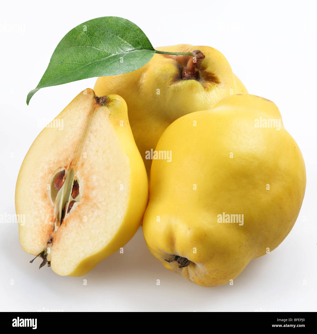 Apfel quitten -Fotos und -Bildmaterial in hoher Auflösung – Alamy