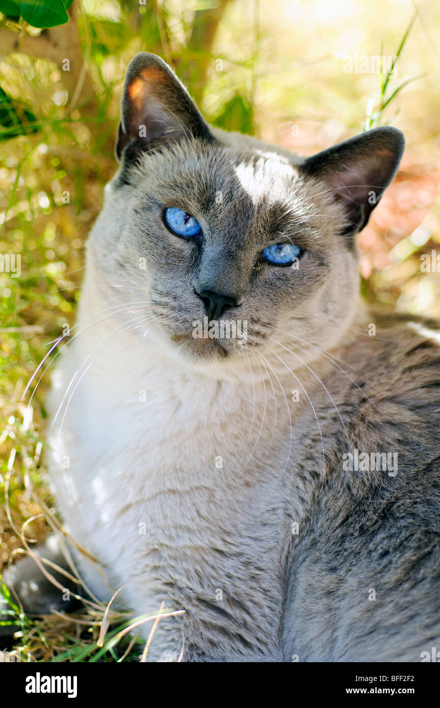 Blue point siamese cat -Fotos und -Bildmaterial in hoher Auflösung – Alamy