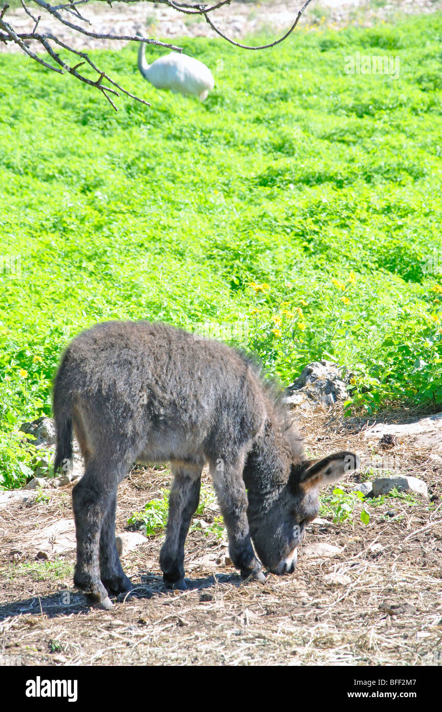 Sizilianischer esel -Fotos und -Bildmaterial in hoher Auflösung – Alamy