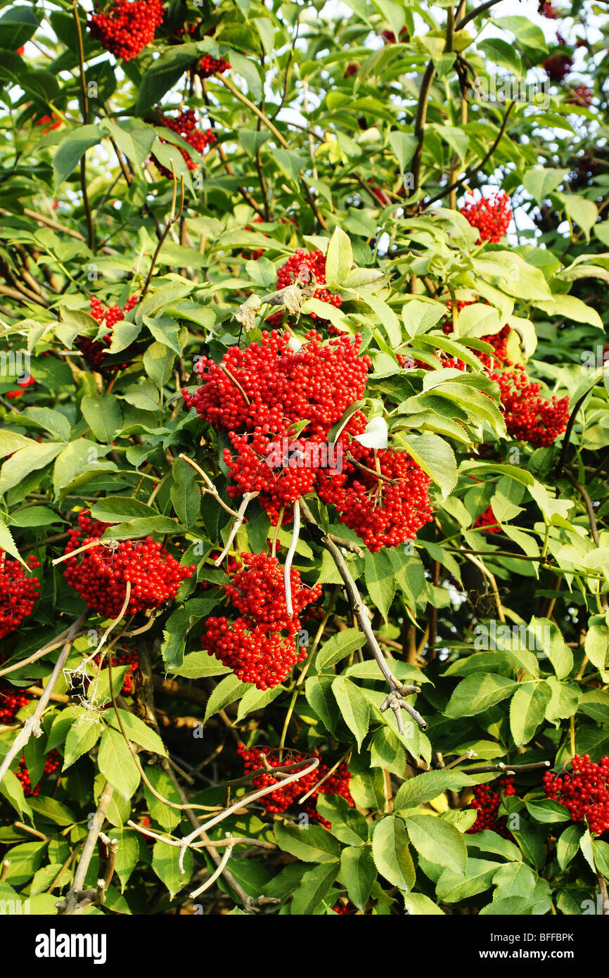 Kamtschatka roten Holunder Sambucus Kamtschatica Stockfotografie - Alamy